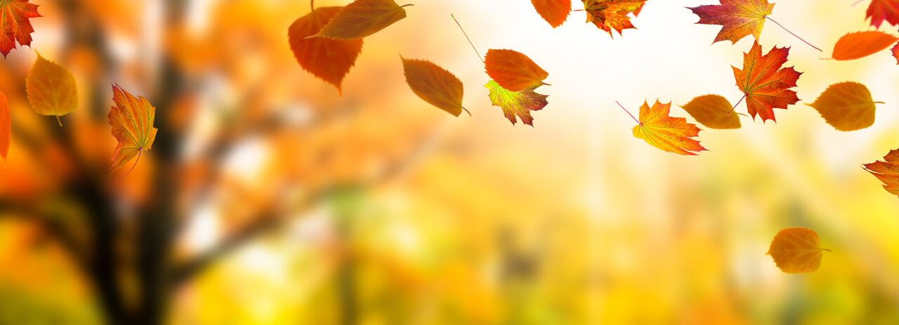 Fall Services | Weiler's Lawn and Landscape, Inc.